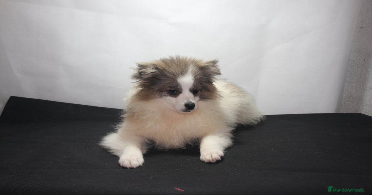 Lulu de pomeerania toy blanco blue en venta en Madrid | MundoAnimalia