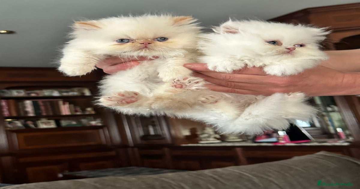 Ultima himalaya red point en venta en Barcelona | MundoAnimalia