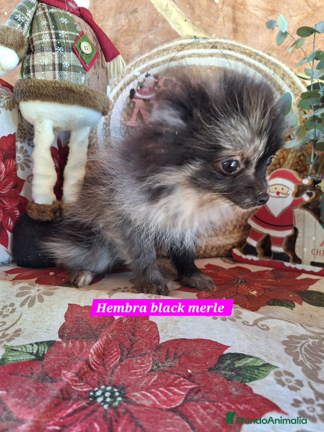Pomeranias merle,black merle¡¡Toy!! en venta en Orcera | MundoAnimalia