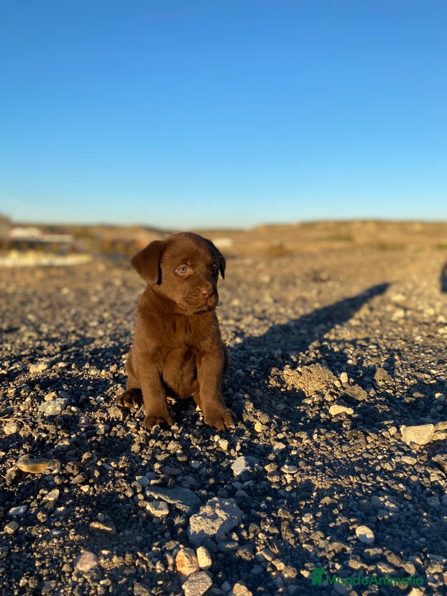 Hembra chocolate Labrador Retriever en venta en Ocaña | MundoAnimalia