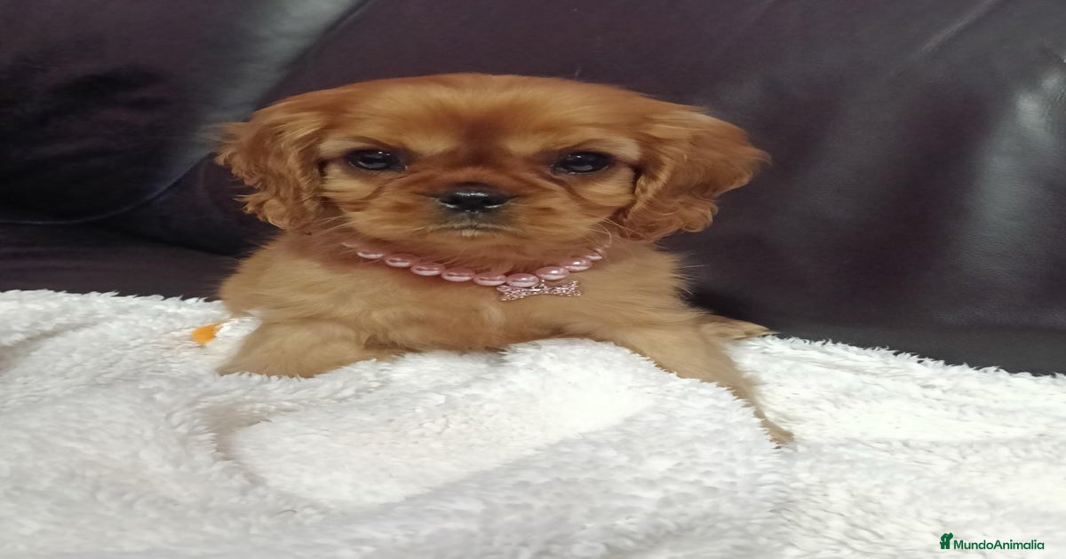 Cavalier hembra ruby en venta en Ronda | MundoAnimalia