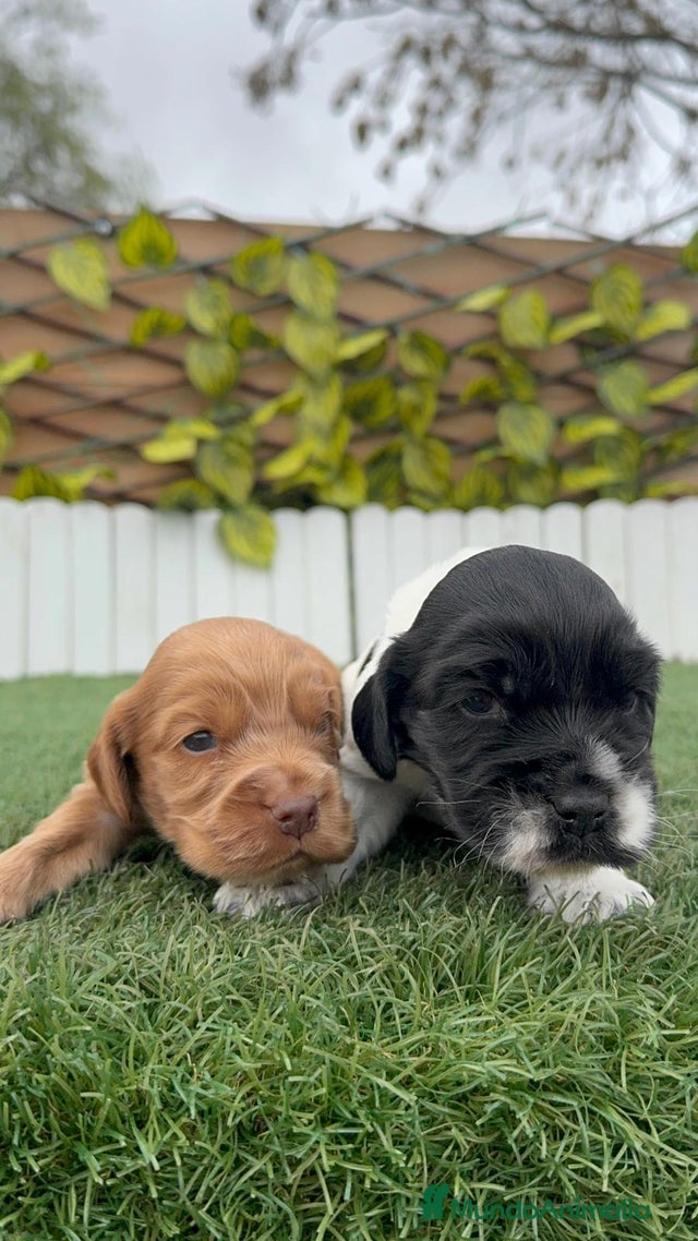 COCKER SPANIEL INGLES en venta en Lebrija | MundoAnimalia