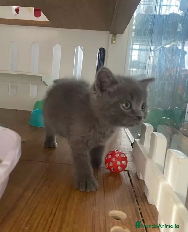 Preciosos gatos azul ruso. en venta en Murcia | MundoAnimalia