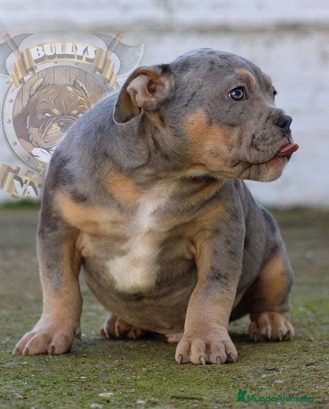 American Bully Perros Raza - Características, Fotos & Precio ...