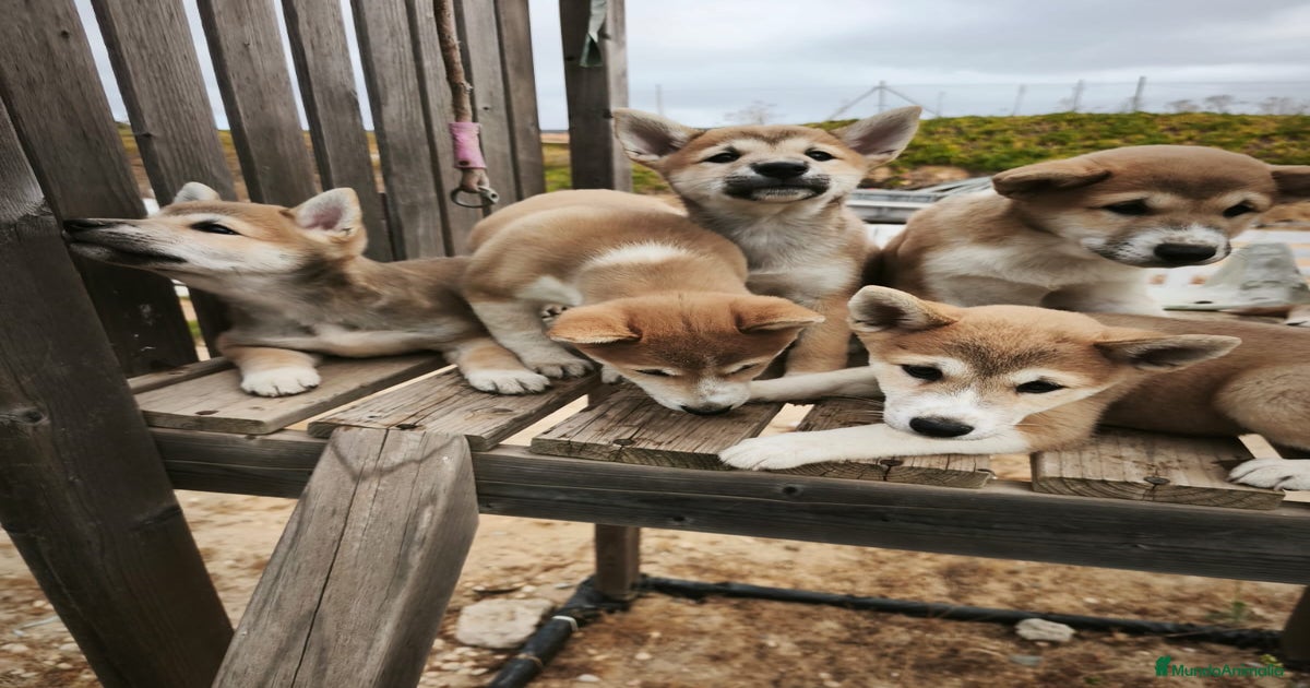 Shiba inu en venta en Añover de Tajo | MundoAnimalia