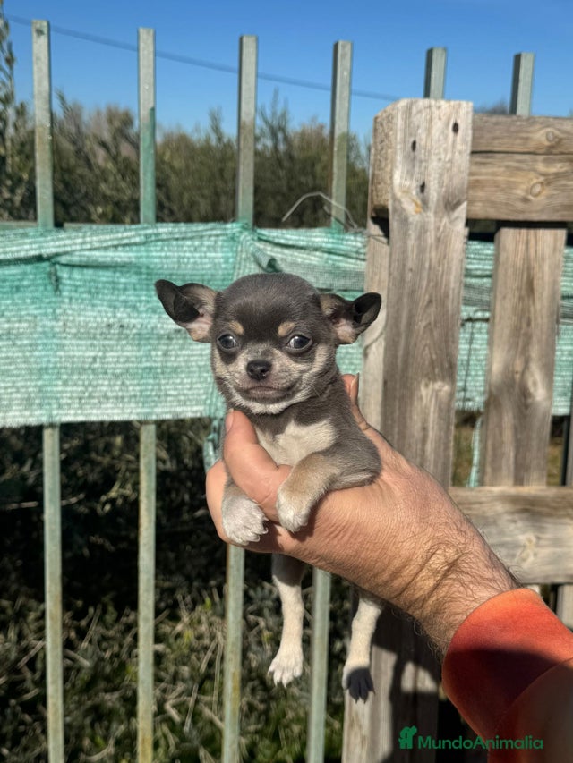 ‼️‼️Chihuahuas muy cariñosos tamaño mini en venta en Orihuela ...