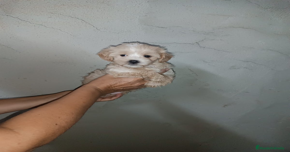 LINDO MACHITO MALTIPOO en venta en Lorca | MundoAnimalia