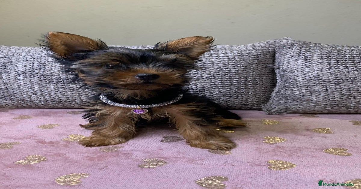 Machito Yorkshire Terrier en venta en Barcelona | MundoAnimalia