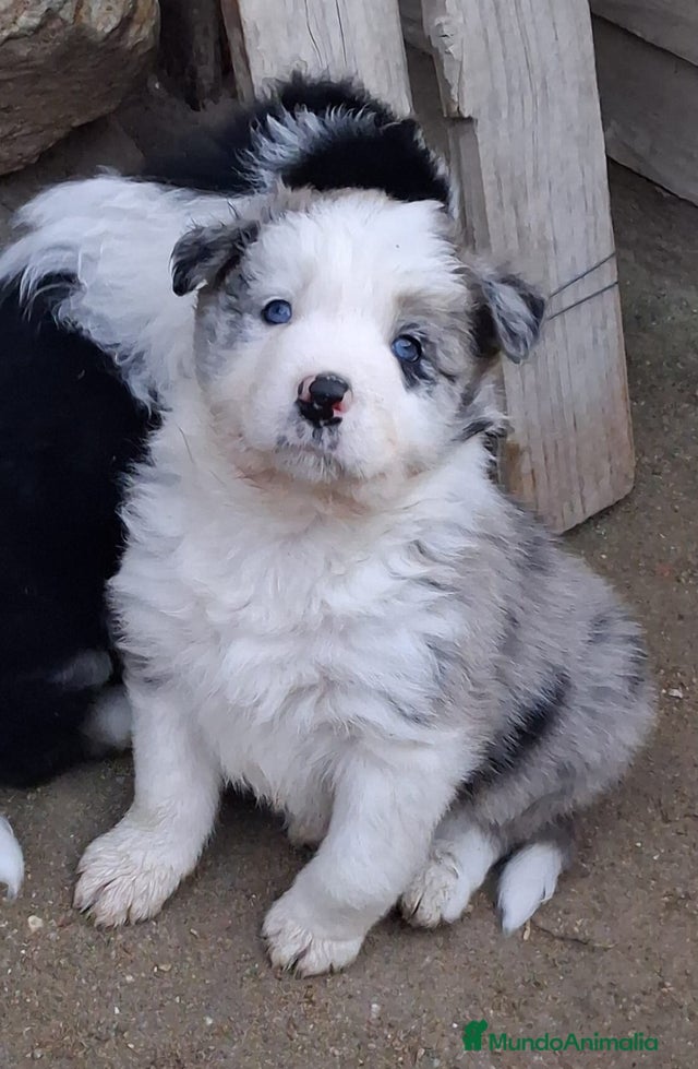 Boder collie Madrid en venta en Navalcarnero | MundoAnimalia