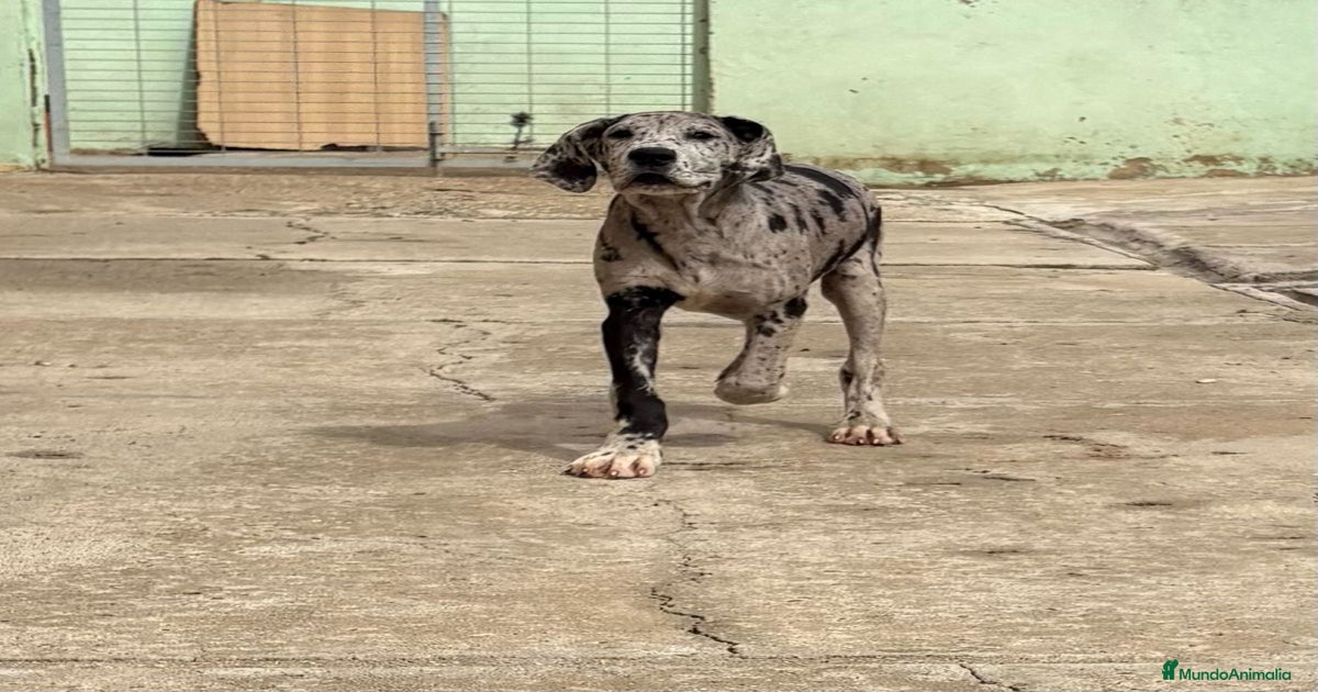 DOGO ALEMAN HEMBRA MERLE BLUE UNA PASADA en venta en Barcelona ...