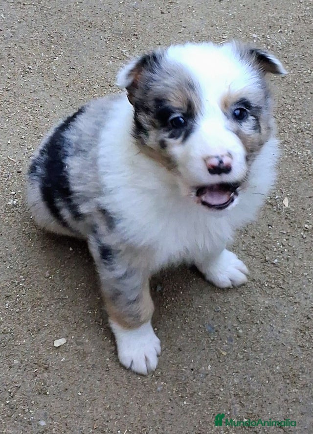 Boder collie Navalcarnero en venta en Navalcarnero | MundoAnimalia