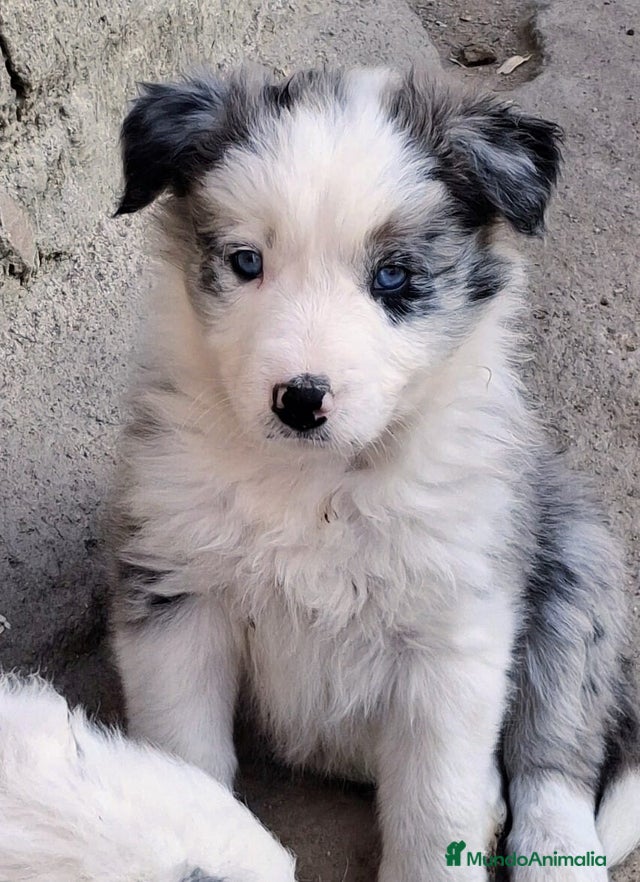 Boder collie Madrid en venta en Navalcarnero | MundoAnimalia