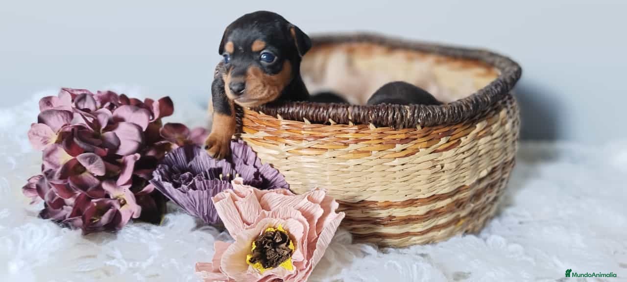 Mini Pincher en venta en Madrid | MundoAnimalia