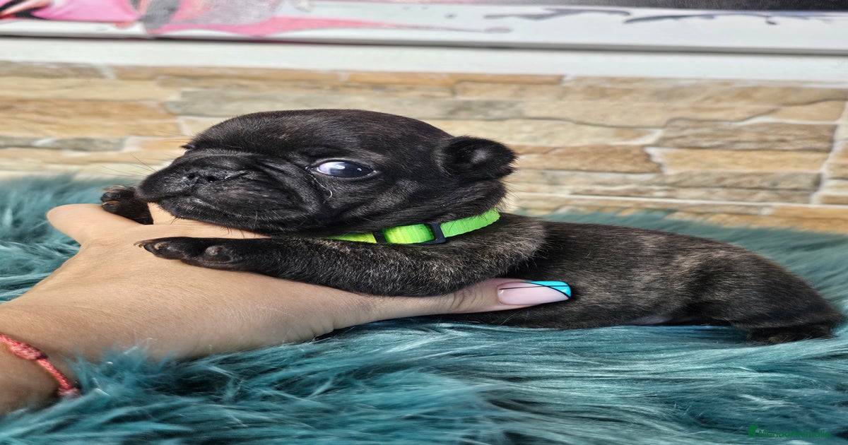 Bulldog francés atigrado en venta en Santomera | MundoAnimalia