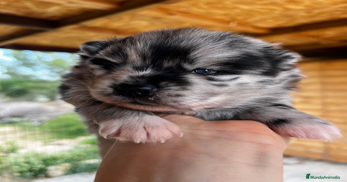 Pomsky merlè en venta en Valencia | MundoAnimalia