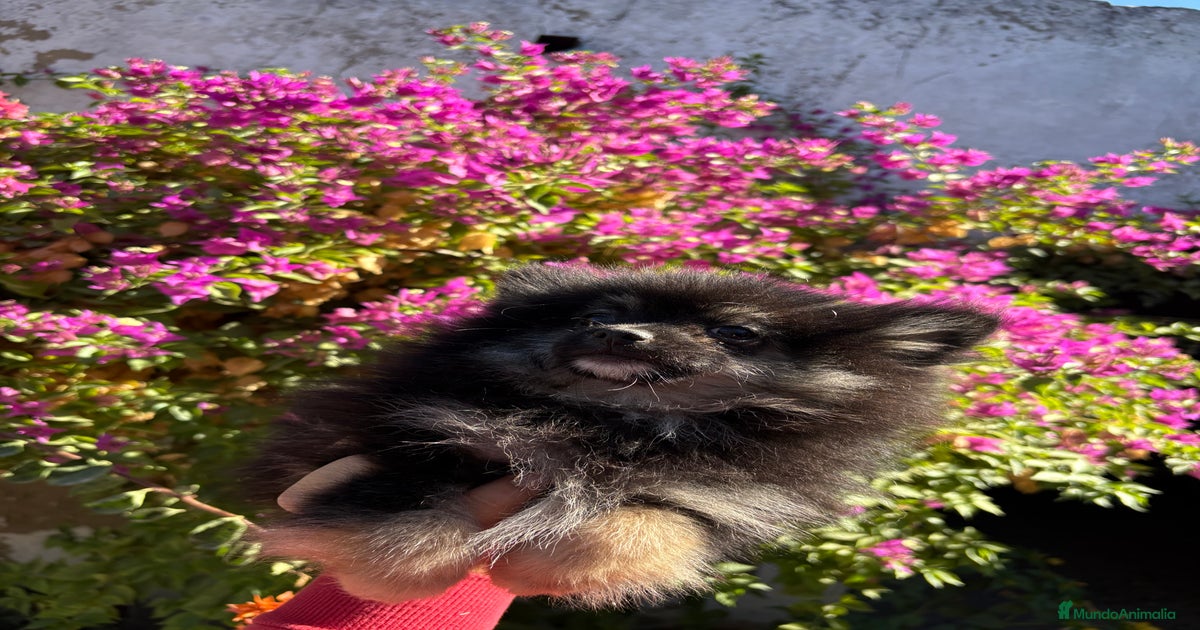 Machito Lulu de Pomerania en venta en Barcelona | MundoAnimalia
