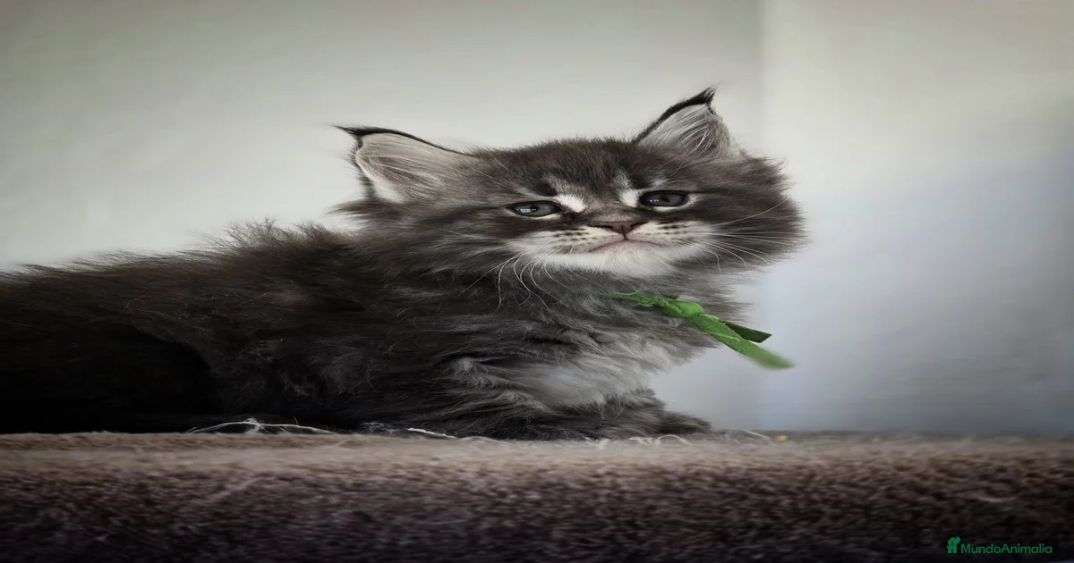 Machito de Maine Coon con pedigree. en venta en Santa Fe | MundoAnimalia