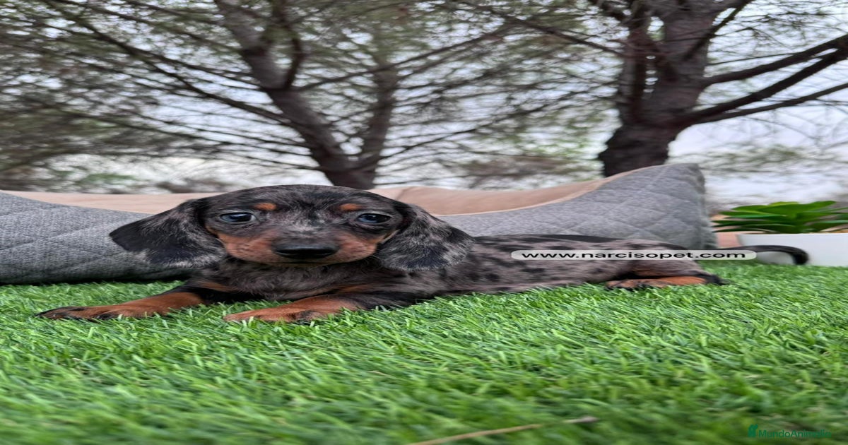 CACHORRITO TECKEL MERLE PLATA en venta en Miguelturra | MundoAnimalia