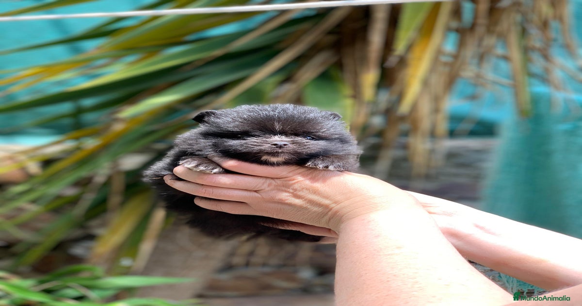 Machito negro en venta en Badajoz | MundoAnimalia
