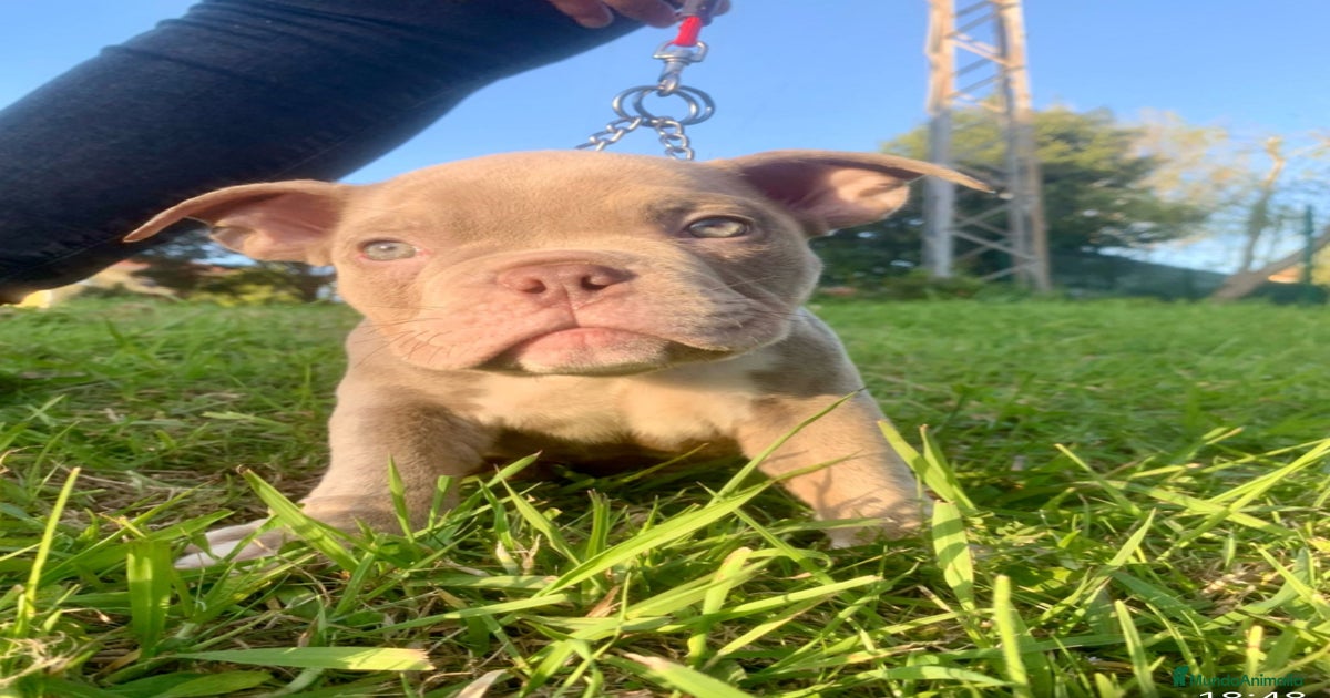 american bully exoticos en venta en Cantabria | MundoAnimalia