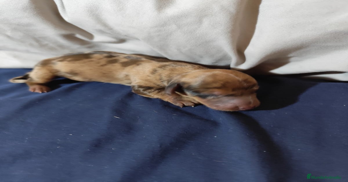 Teckel kaninchen hembra merle chocolate en venta en Barcelona ...