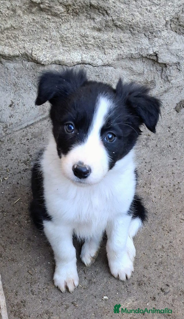 Boder collie Madrid en venta en Navalcarnero | MundoAnimalia