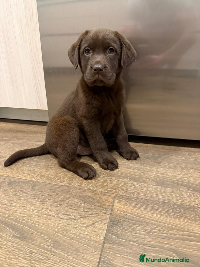 Hembra chocolate Labrador Retriever en venta en Ocaña | MundoAnimalia