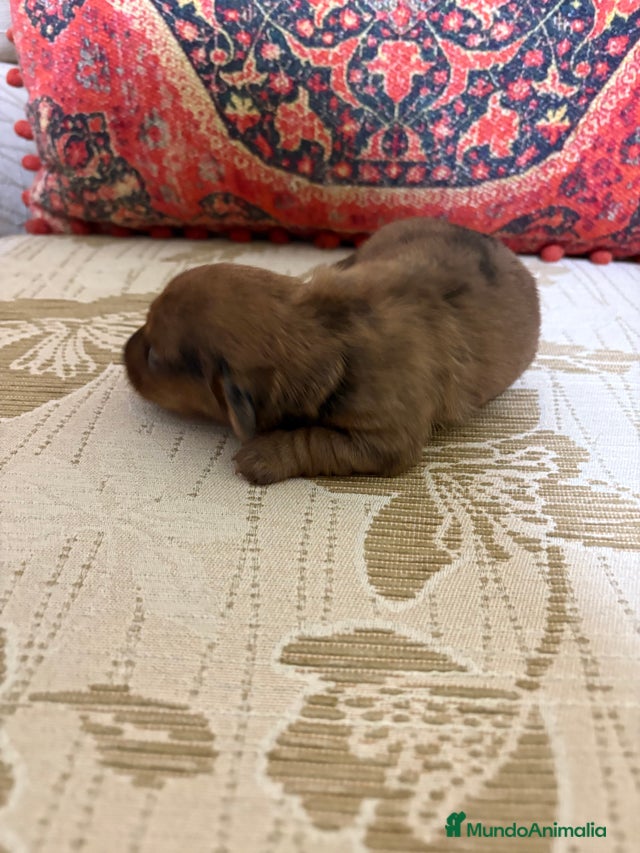 Teckel miniatura Merle chocolate precioso macho en venta en Madrid ...