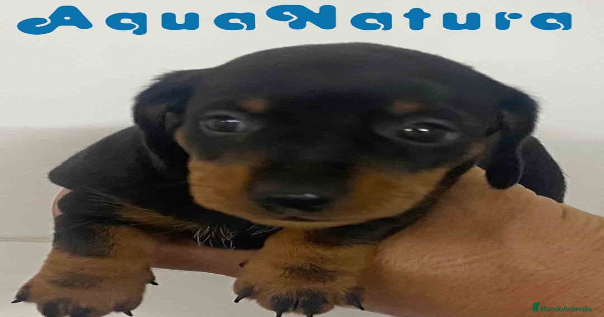 Teckel Hembra de Tati Junior y Tilo AQUANATURA en venta en Barcelona ...