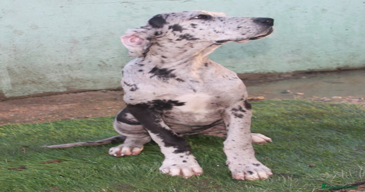 www.cachoross.com Dogo aleman hembra merle blue en venta en Madrid ...