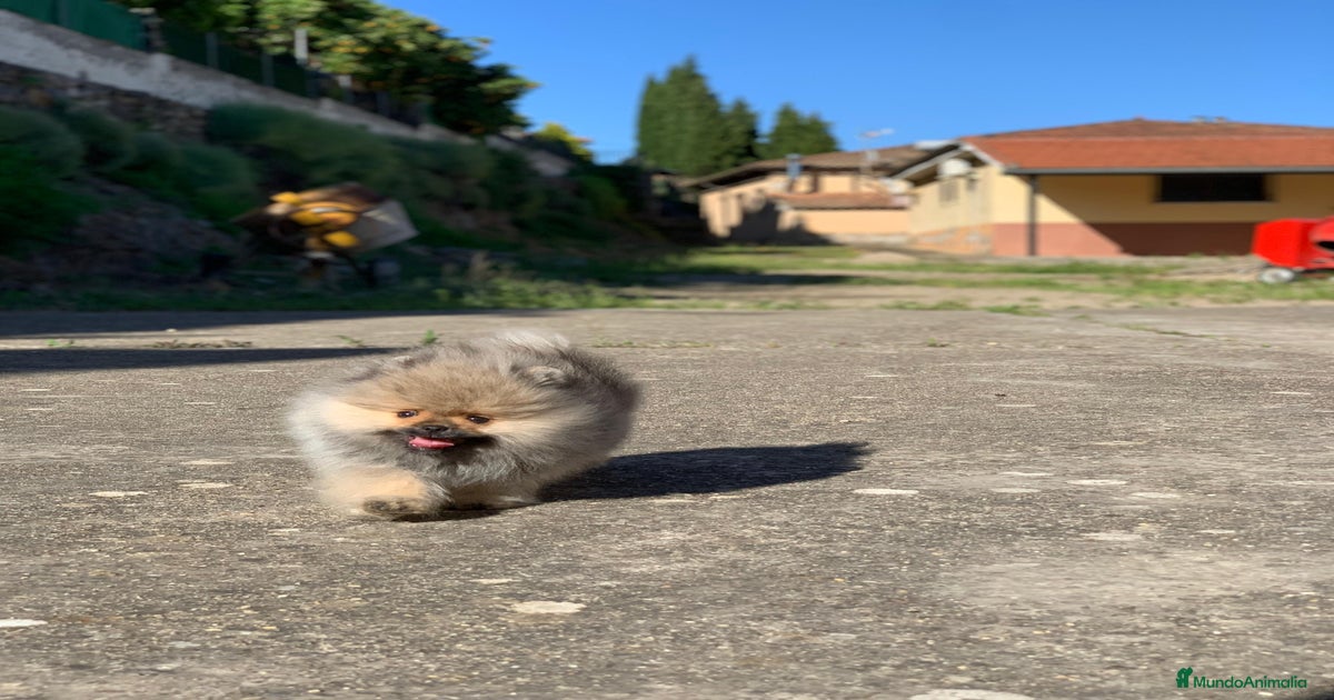 Machito sable en venta en Madrid | MundoAnimalia