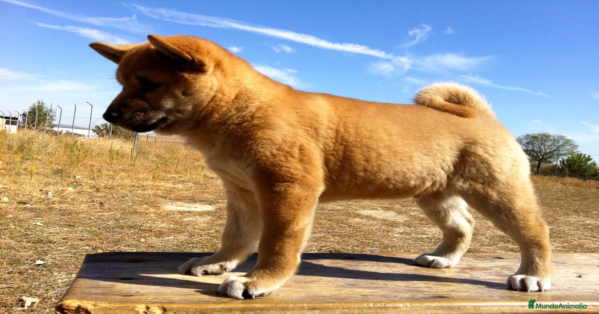 Shiba Inu en venta en Madrid | MundoAnimalia
