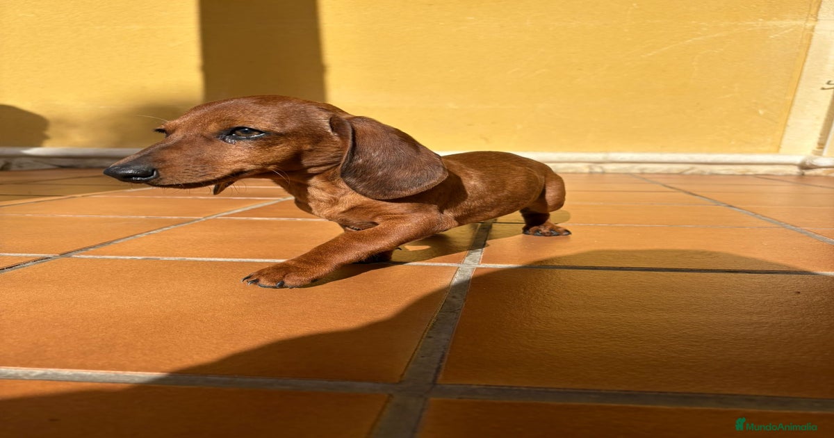 Teckel kaninchen merle chocolate diluido en venta en Murcia | MundoAnimalia