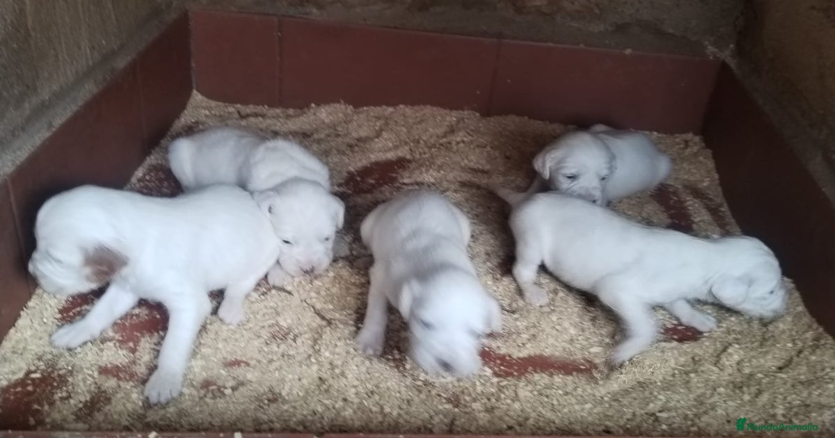 Setter ingles en venta en Murcia | MundoAnimalia