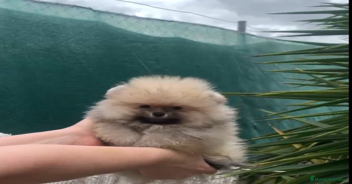 Machito alta calidad en venta en Alicante | MundoAnimalia