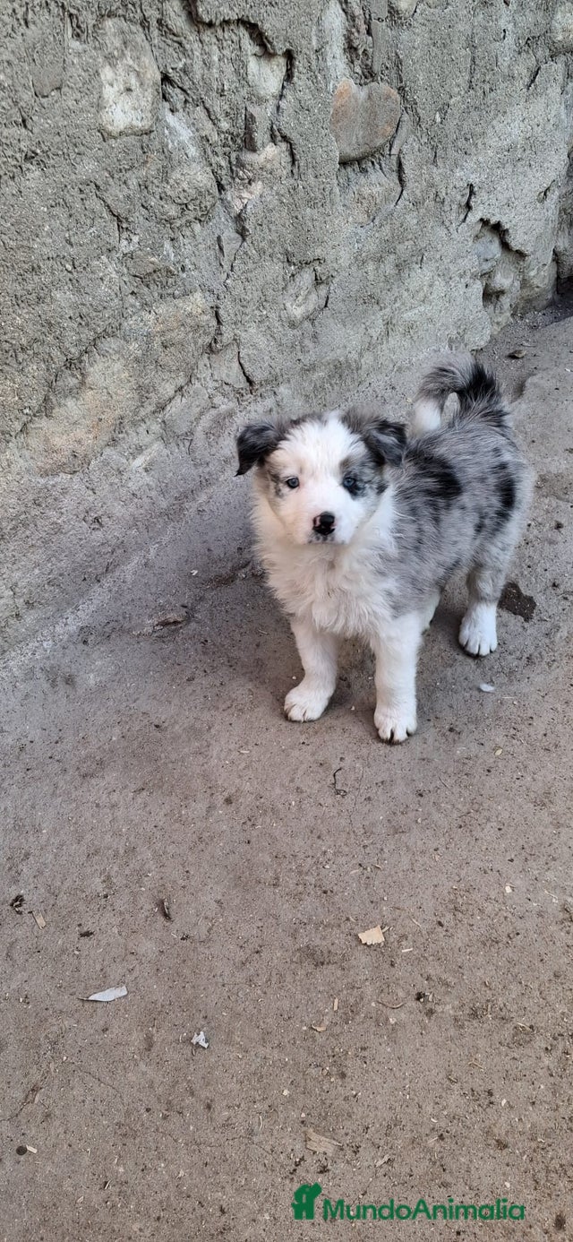 Boder collie Villaviciosa de odon en venta en Navalcarnero | MundoAnimalia