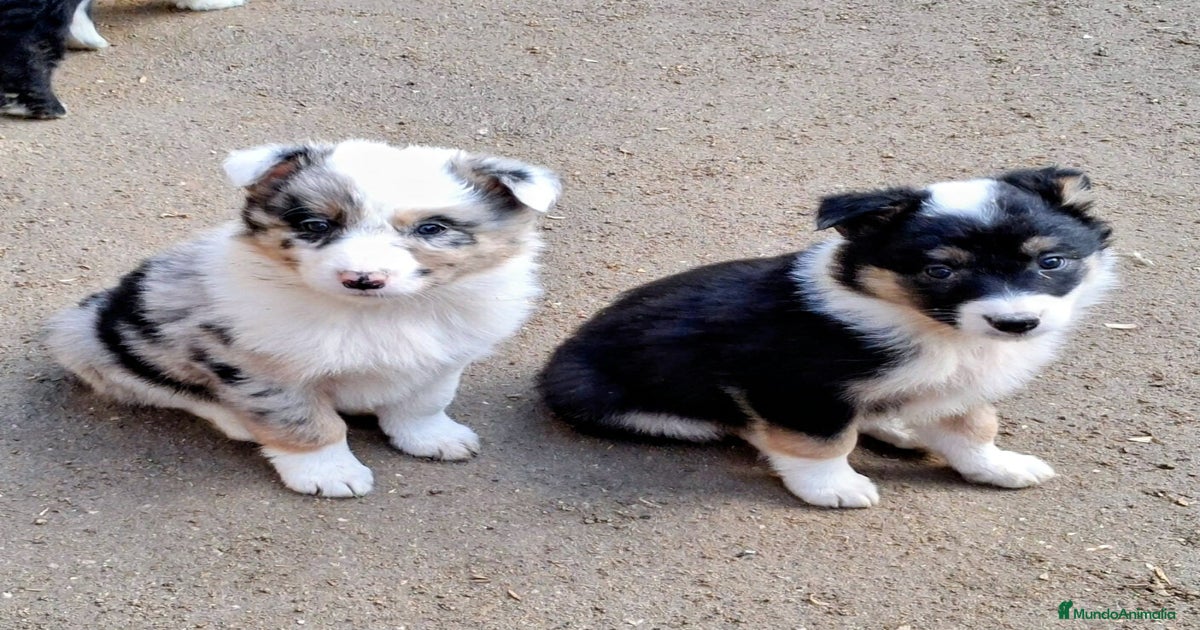 Boder collie en venta en Navalcarnero | MundoAnimalia