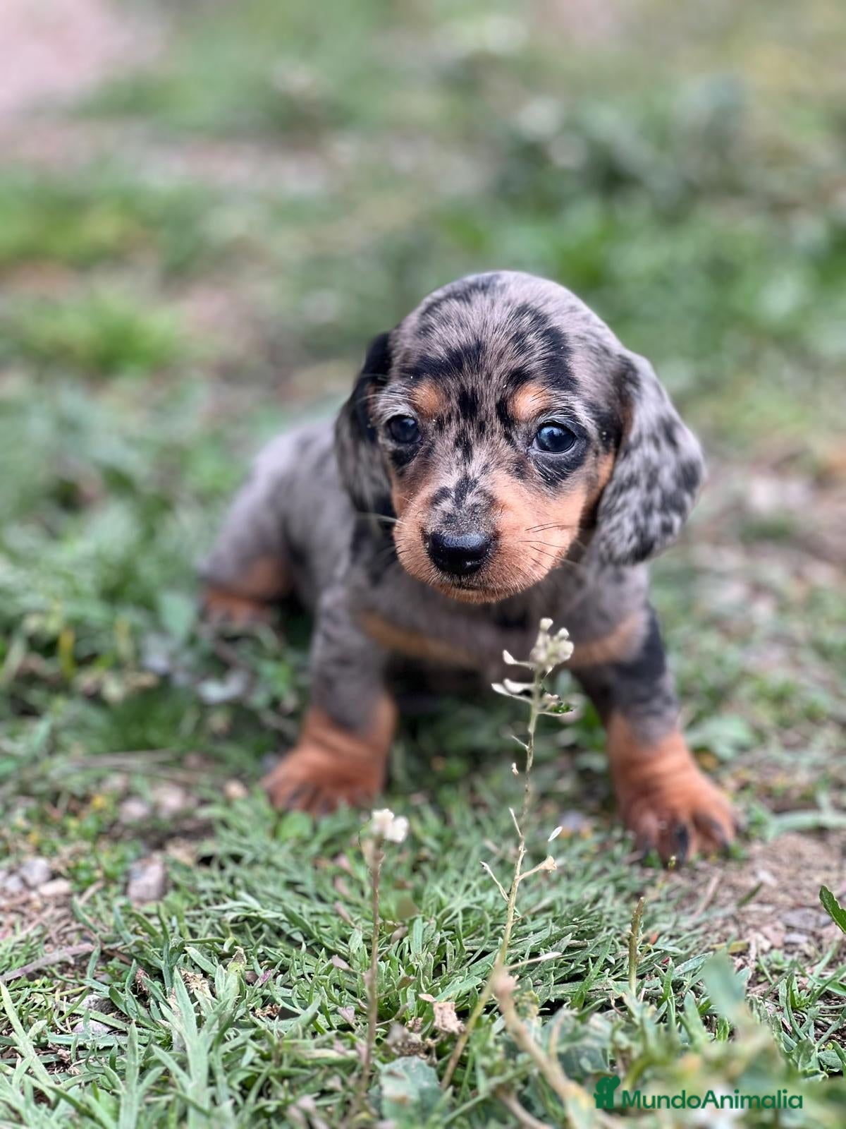 TECKEL MERLE MINIATURA en venta en Barcelona | MundoAnimalia