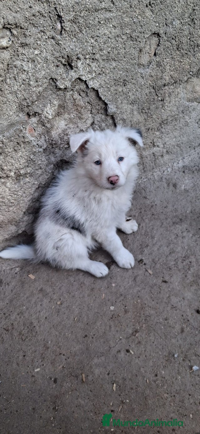 Boder collie Madrid en venta en Navalcarnero | MundoAnimalia