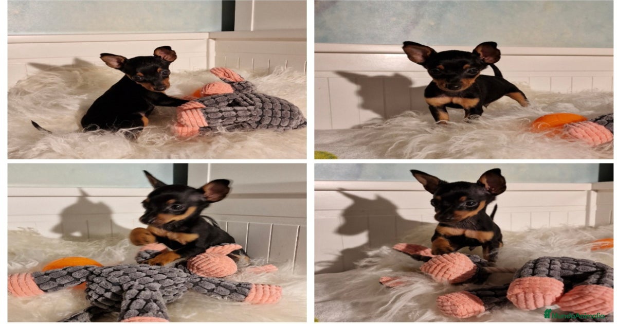 MINI PINCHER TOY TOY en venta en Alicante | MundoAnimalia