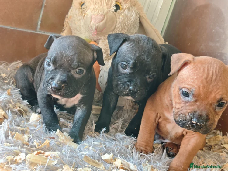American bully en venta en Ciudad Real | MundoAnimalia
