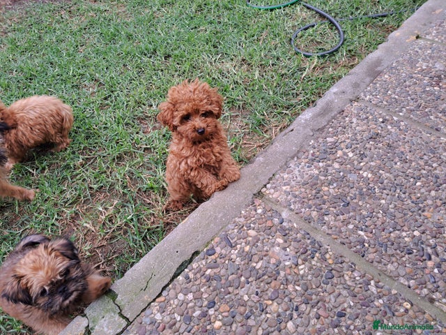 Caniche enano en venta en Los Barrios | MundoAnimalia