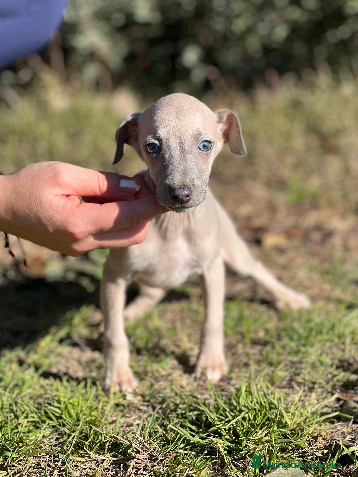 PICCOLO LEBREL ITALIANO ISABELINO en venta en | MundoAnimalia