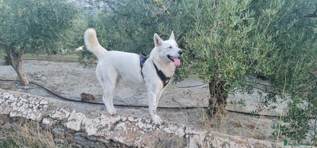 Husky siberiano blancos en venta en Puebla de Don Fadrique | MundoAnimalia