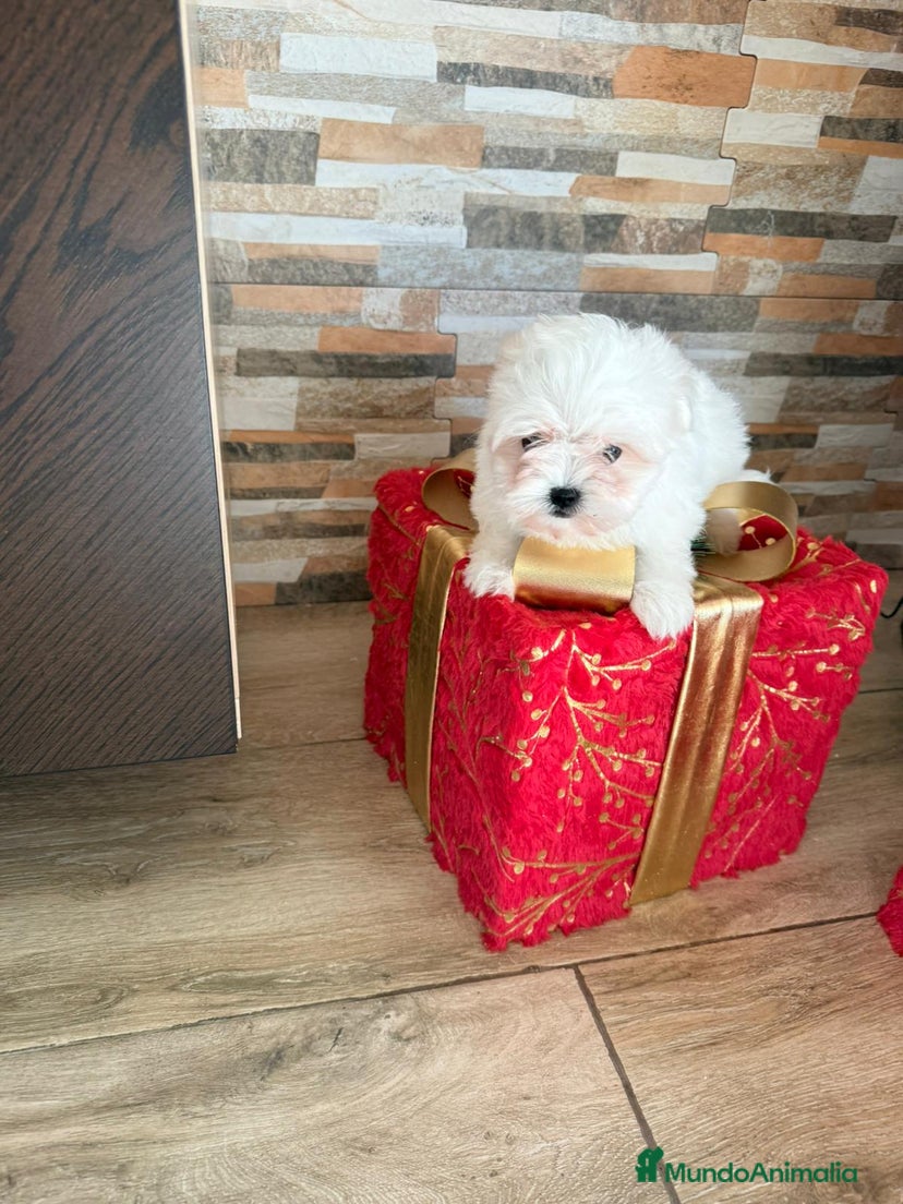 Bichón maltes mini en venta en Totana | MundoAnimalia