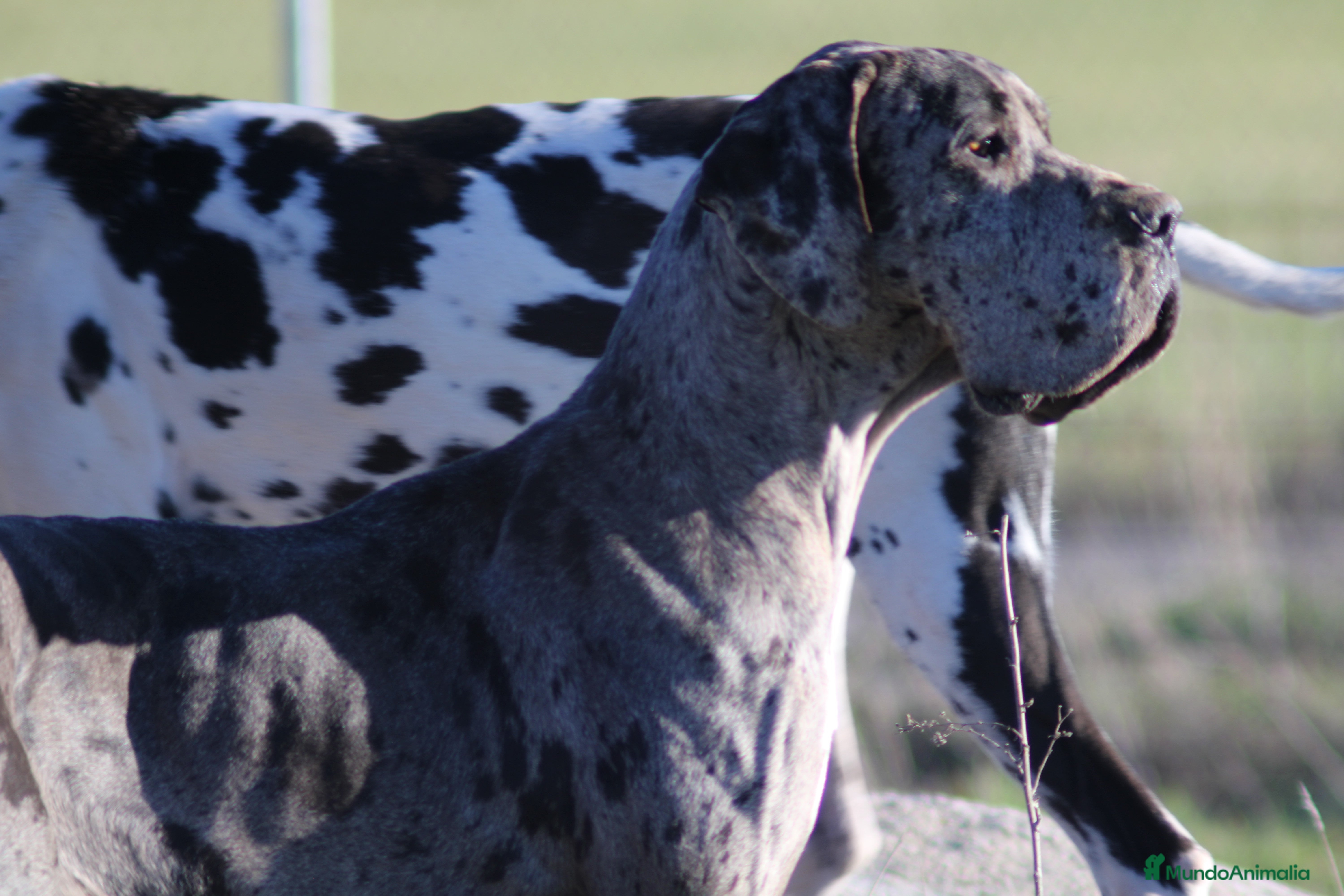 Dogo alemán / gran danes en venta en | MundoAnimalia