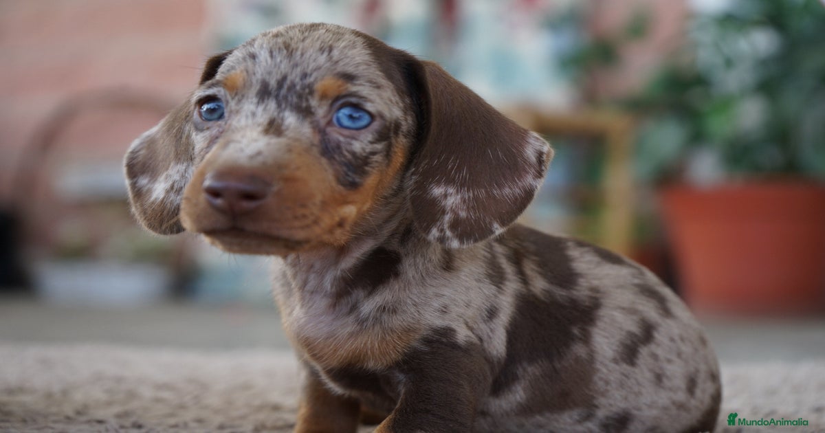 🐾 Frisco – Teckel miniatura merlé chocolate 🐾 en venta en Madrid ...