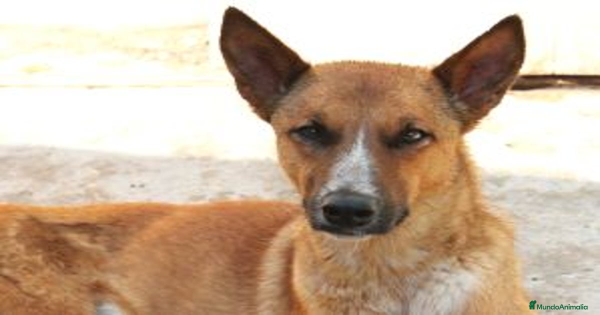 Pedro, perro mediano en adopcion en adopcion en Játiva | MundoAnimalia