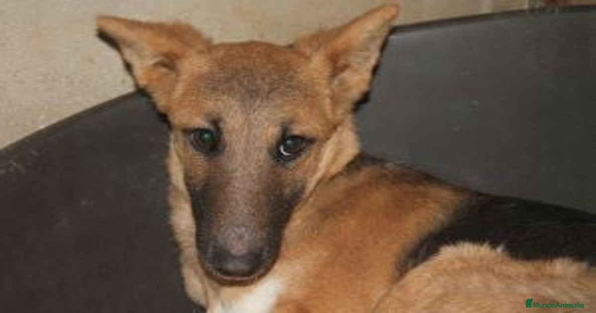 dero en adopcion en Xàtiva | MundoAnimalia