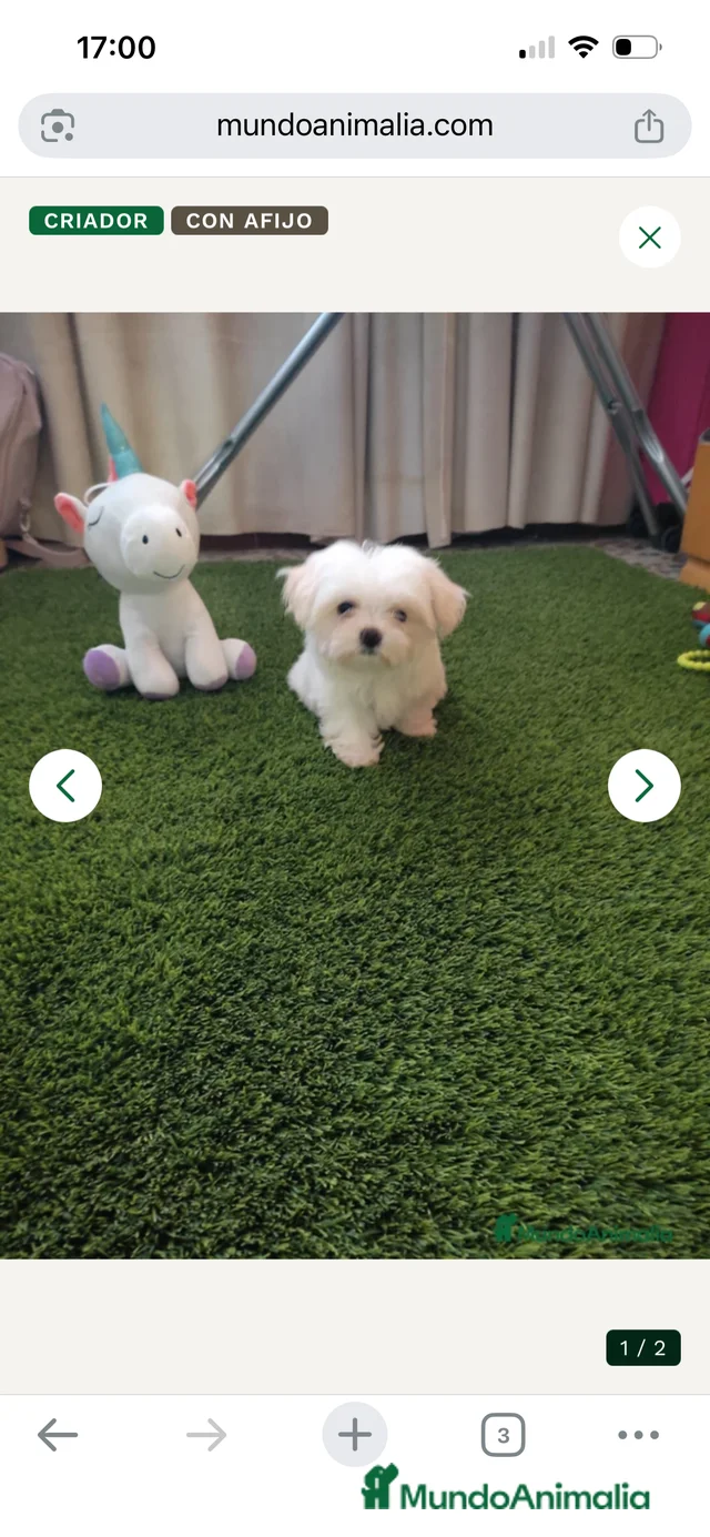 OPORTUNIDAD. PRECIOSO BICHON MALTÉS MINI en venta en Lorca | MundoAnimalia